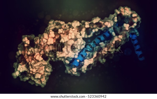 Troponin 3d Rendering Structure Human Cardiac Stock Illustration 523360942