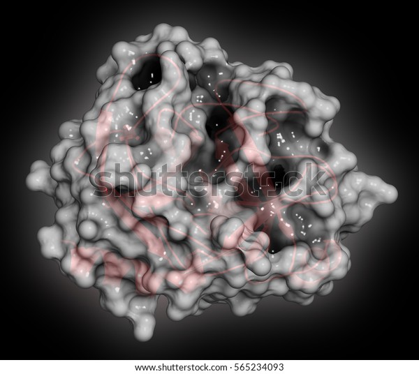 Trypsin Digestive Enzyme Molecule Human 3d Stock Illustration 565234093 ...