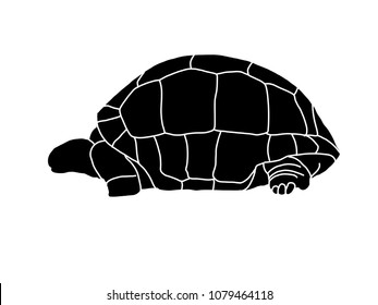 Turtle Shadow Illustration Stock Illustration 1079464118 | Shutterstock