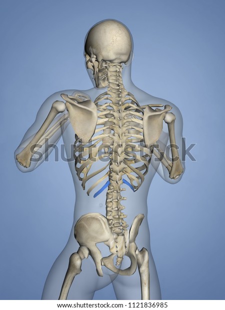 Twelfth Rib Rib Cage 3d Model Stock Illustration 1121836985 | Shutterstock