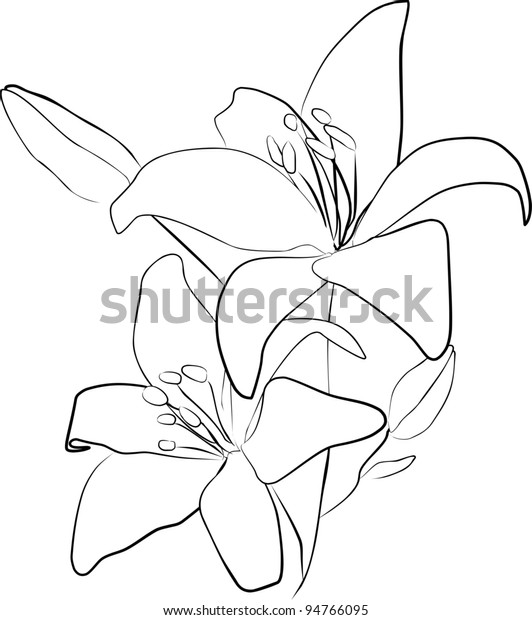 Two Simple Lily Flowers On White 库存插图 94766095 | Shutterstock