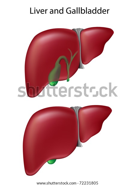Two Views Liver Gallbladder Stock Illustration 72231805