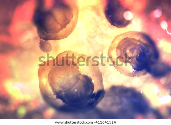 Twocell Embryo Mitosis Under Microscope Stock Illustration 411641314