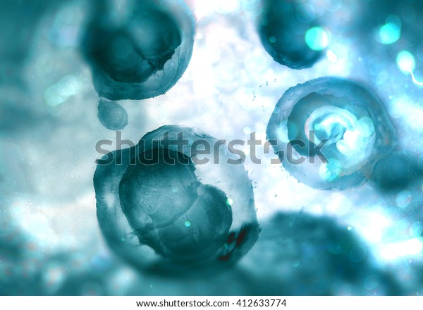 Two-cell embryo, Mitosis under microscope