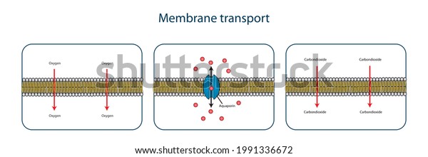 Types Channel Cell Membrane Simple Diffusion Stock Illustration ...