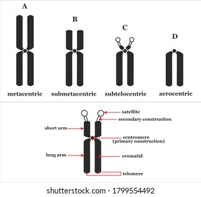 Acrocentric Images, Stock Photos & Vectors | Shutterstock