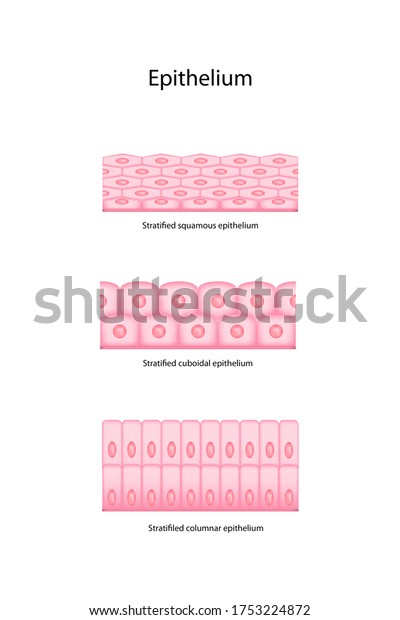 Types Epithelial Cell Have Many Layers Stock Illustration 1753224872 ...