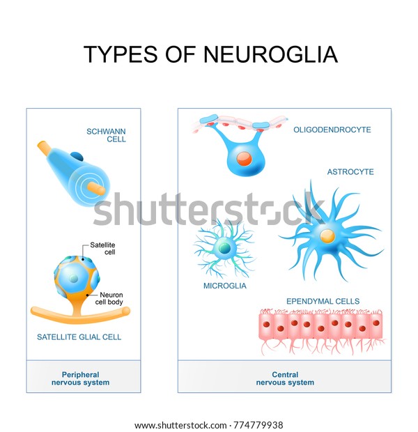 Types Neuroglia Structure Peripheral Nervous System Stock Illustration ...