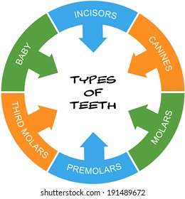 Types Teeth Word Circle Concept Scribbled Stock Illustration 191489672 ...