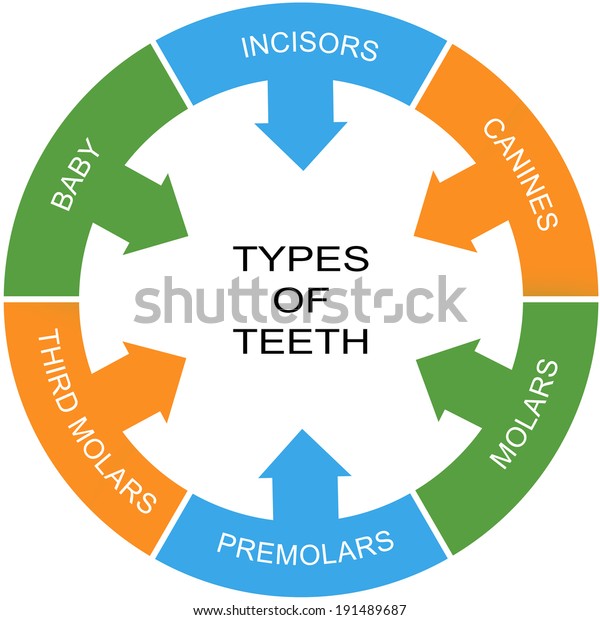 Types Teeth Word Circle Concept Great 스톡 일러스트 191489687 | Shutterstock
