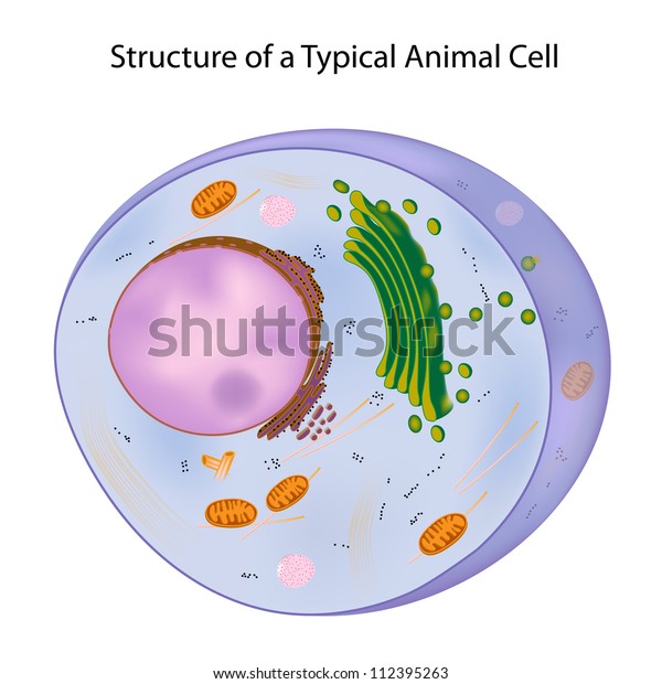 Typical Animal Cell Stock Illustration 112395263