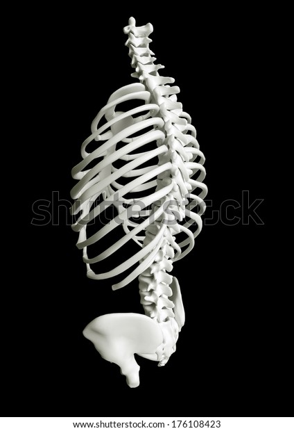 Upper Body Human Skeleton On Black Stock Illustration 176108423 ...