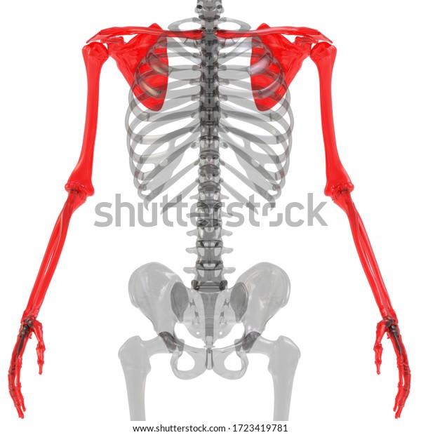 Upper Limbs Bone Joints Human Skeleton 库存插图 1723419781
