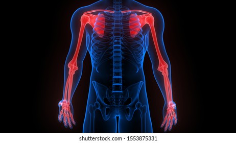 Upper Limbs Human Skeleton Anatomy Xray Stock Illustration 1553875331