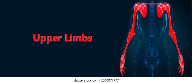Upper Limbs Human Skeleton System Anatomy Stock Illustration 1566077977