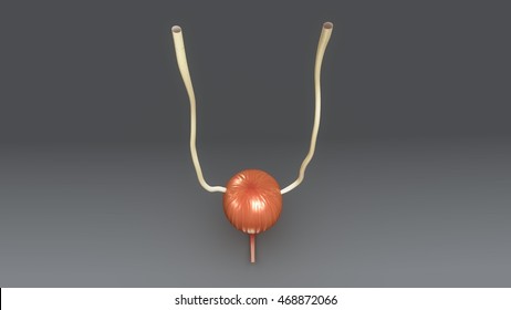 Urinary Bladder 3d Illustration Stock Illustration 468871976