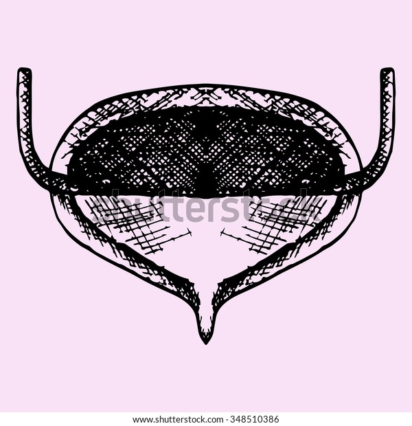 Urinary Bladder Doodle Style Sketch Illustration Stock Illustration ...
