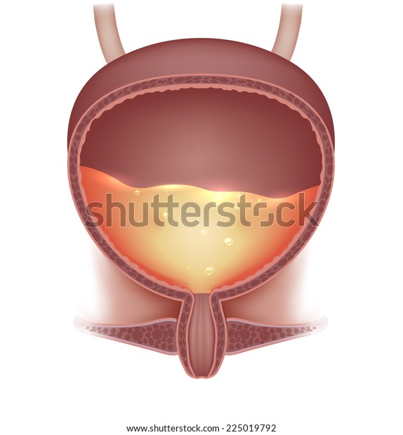 Urinary Bladder Urine Cross Section Urinary Stock Illustration 225019792