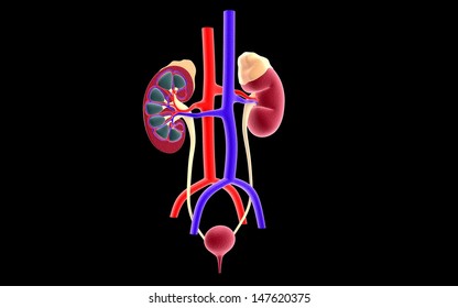 2d Cartoon Illustration Urinary System Stock Illustration 409017199 ...