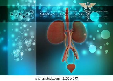 440 Urinary System With Renal Medulla Images, Stock Photos & Vectors ...