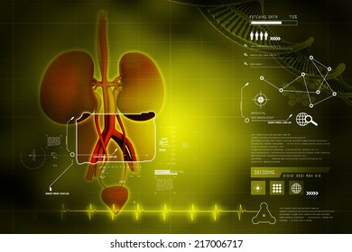 440 Urinary System With Renal Medulla Images, Stock Photos & Vectors ...