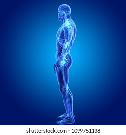 Urinary System Anatomy Lateral View 3d Stock Illustration 1099751138 ...