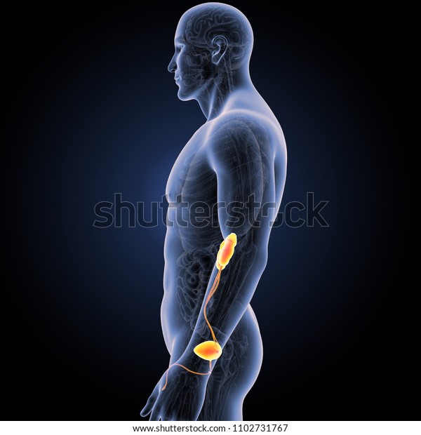 Urinary System Anatomy Lateral View 3d Stock Illustration 1102731767 ...