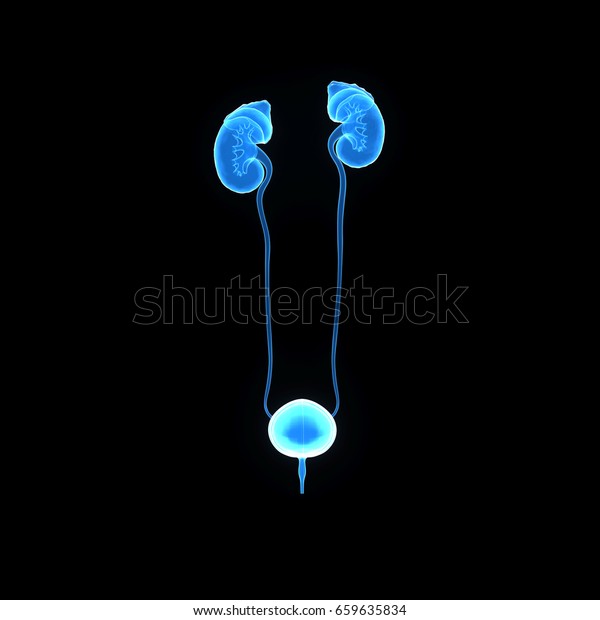 Urinary System Anterior View 3d Illustration Stock Illustration ...