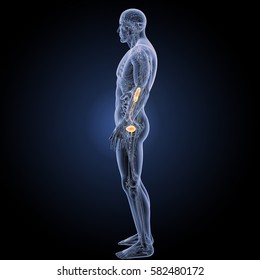 Urinary System Lateral View 3d Illustration: ilustrações stock ...