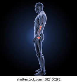 Human Urinary System Kidneys Bladder Anatomy Stock Illustration ...