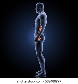 Urinary System Lateral View 3d Illustration: ilustración de stock ...