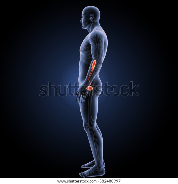 Urinary System Lateral View 3d Illustration: ilustración de stock ...