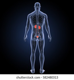 Urinary System Posterior View 3d Illustration 스톡 일러스트 582480313 ...