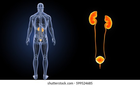 Urinary System Posterior View 3d Illustration Stock Illustration ...