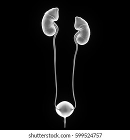 Human Urinary System Kidneys Bladder Anatomy Stock Illustration ...