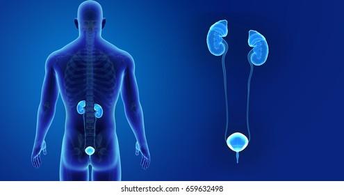 Urinary System Zoom Anatomy Posterior View Stock Illustration ...