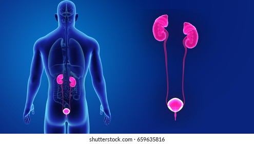 Urinary System Zoom Anatomy Posterior View Stock Illustration 1099751159