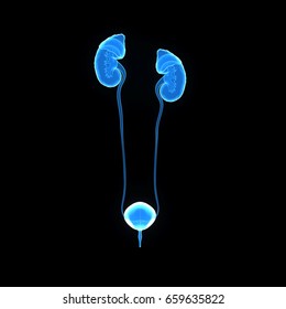 Human Urinary System Kidneys Bladder Anatomy: ilustración de stock ...