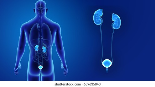 Urinary System Posterior View 3d Illustration Stock Illustration ...
