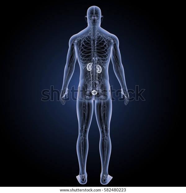 Urinary System Posterior View 3d Illustration Stock Illustration ...