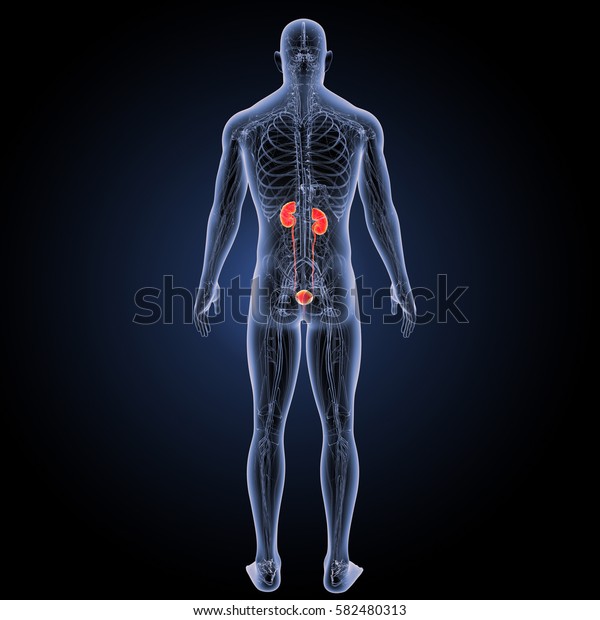 Urinary System Posterior View 3d Illustration 스톡 일러스트 582480313 ...