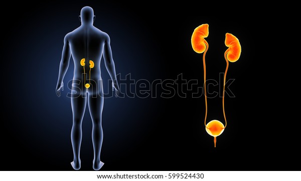 Urinary System Posterior View 3d Illustration Stock Illustration ...