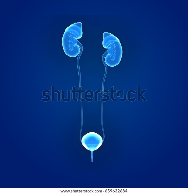 Urinary System Posterior View 3d Illustration Stock Illustration ...