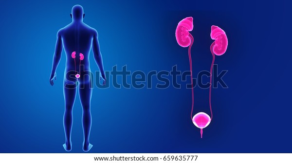 Urinary System Posterior View 3d Illustration: ilustrações stock ...