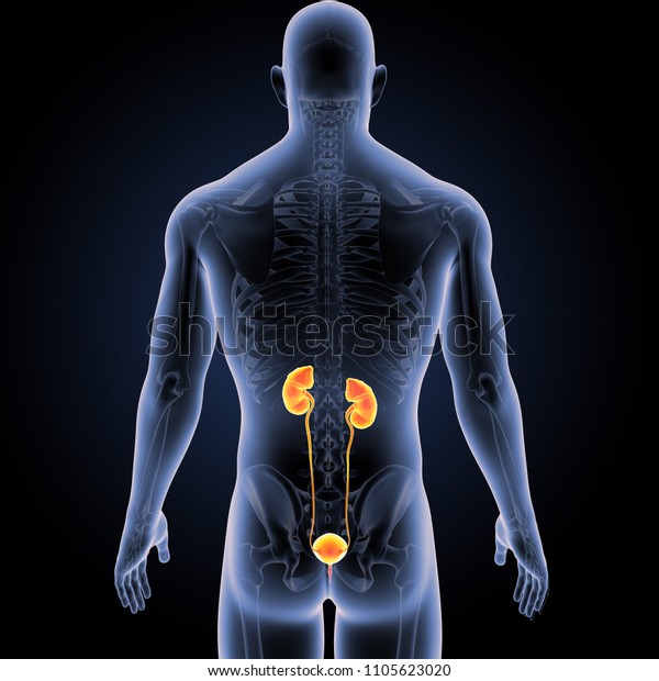 Urinary System Posterior View Skeleton 3d Stock Illustration 1105623020 ...