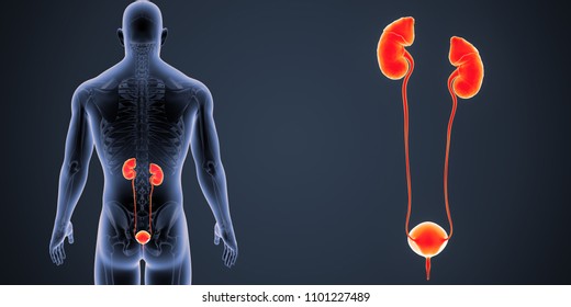 Urinary System Organs Posterior View 3d: ภาพประกอบสต็อก 1101227534 ...