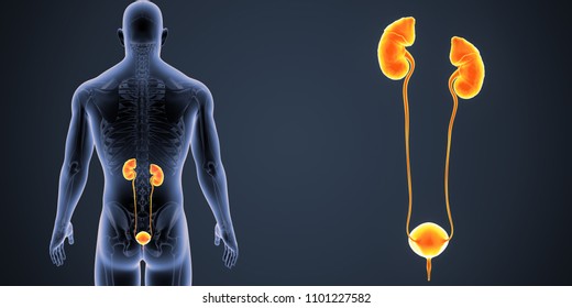 Ilustrasi Stok Urinary System Skeleton Posterior View Zoom 1101227582 ...