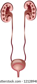 Urinary Tract System Stock Illustration 1212894040 | Shutterstock