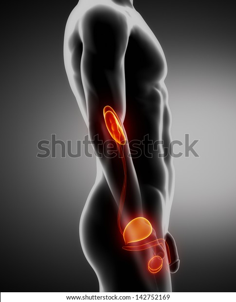 Urogenital Male Anatomy Lateral Xray View Stock Illustration 142752169 Shutterstock
