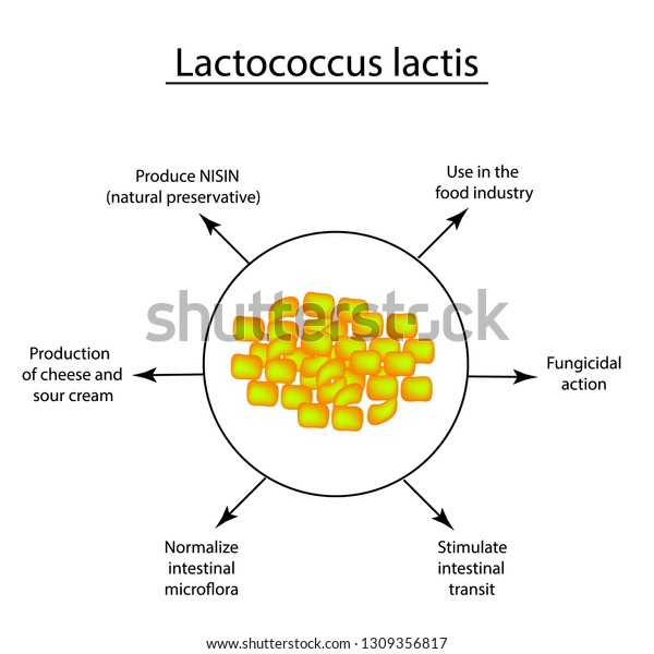 Useful Properties Lactobacillus Probiotic Lactococcus Lactis Stock ...